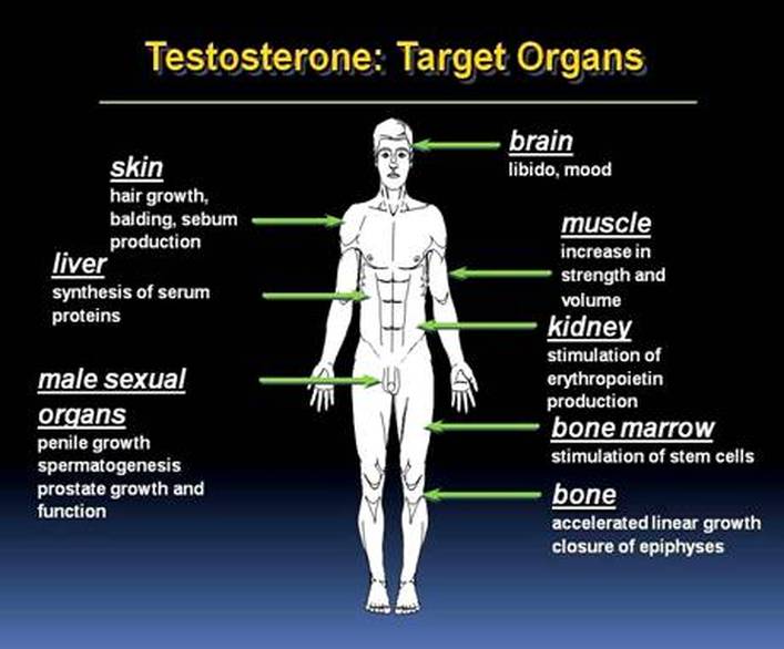 Testosterone Target Organs Randali Centre For Aesthetic Medicine testosterone-target-organs-randali-centre-for-aesthetic-medicine